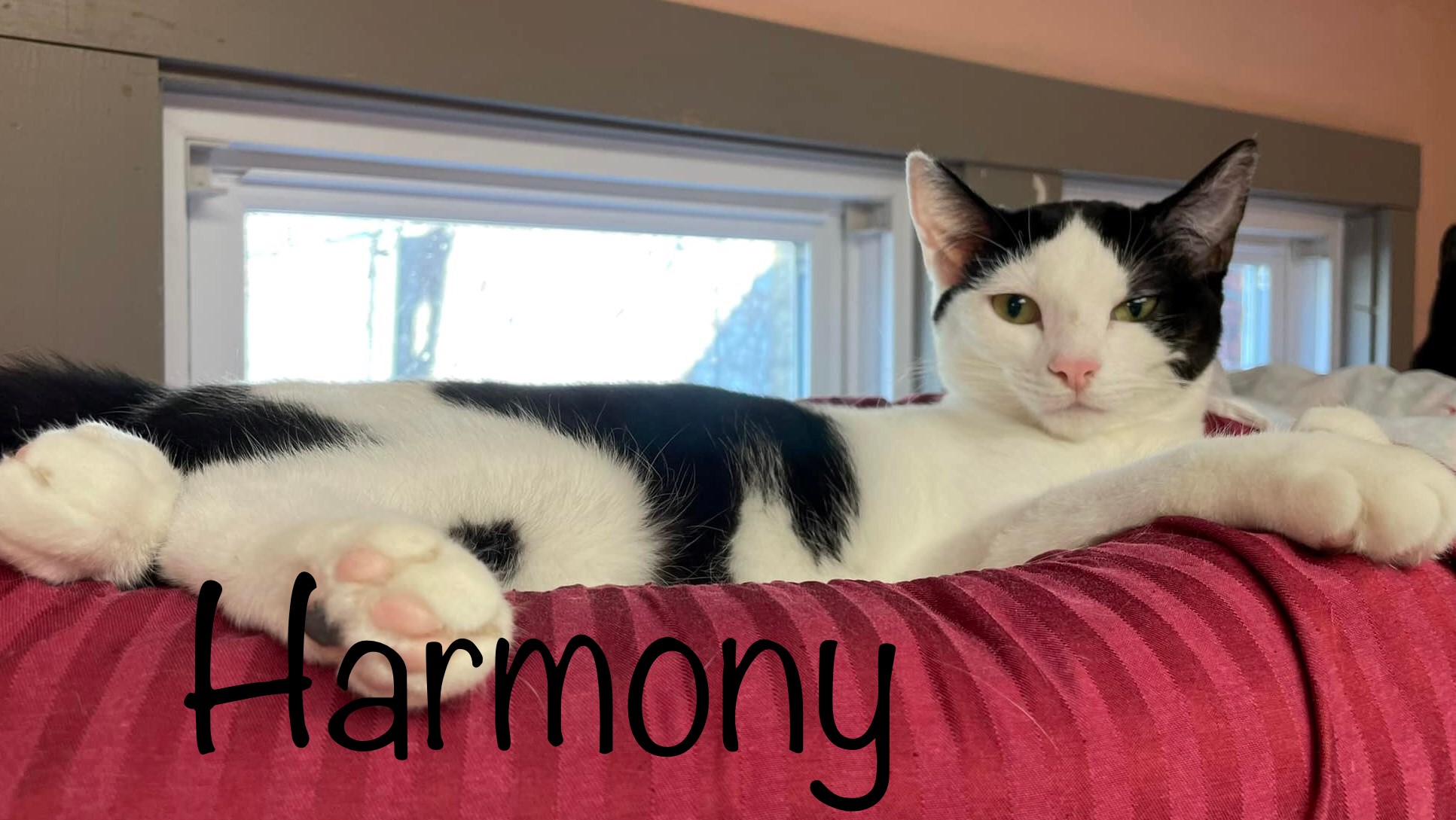 Harmony Is WSCR Cat Of The Week | News, Sports, Jobs - Post Journal